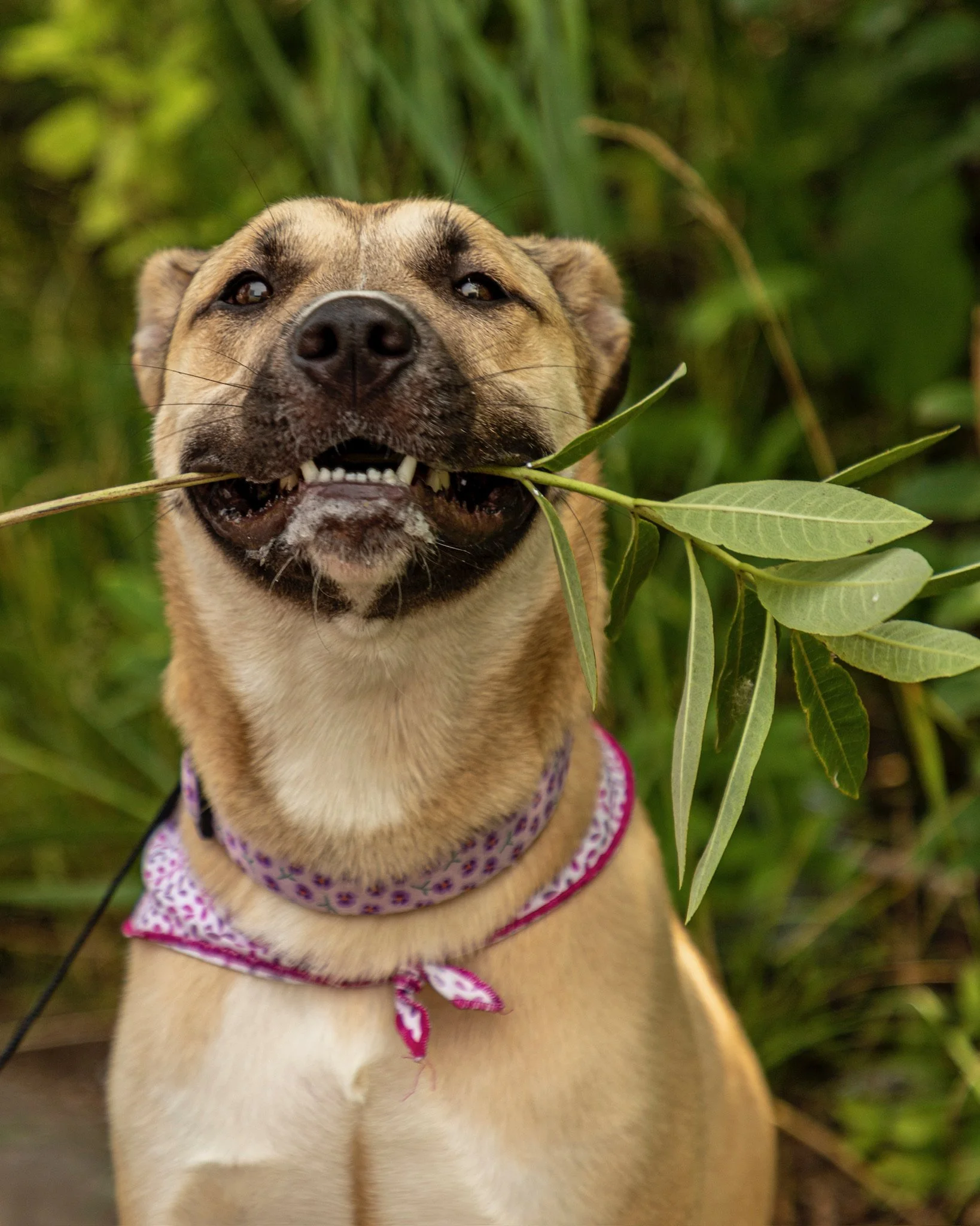 Foster — Passion for Paws