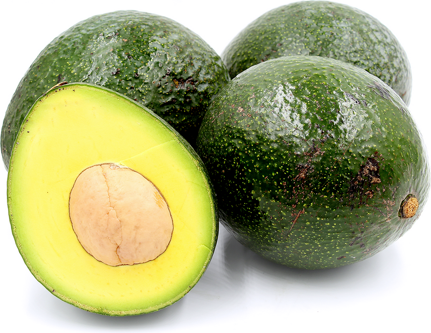 Avocados — Maddock Ranch Nursery