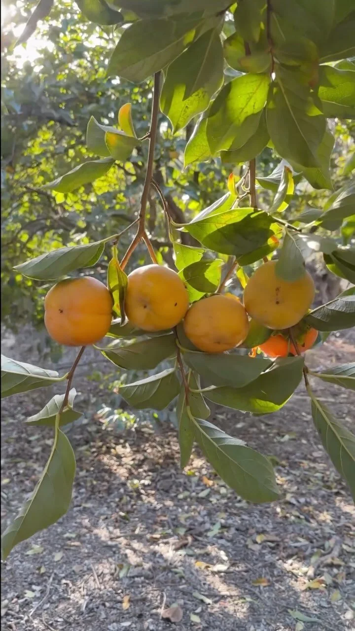 Contact — Maddock Ranch Nursery