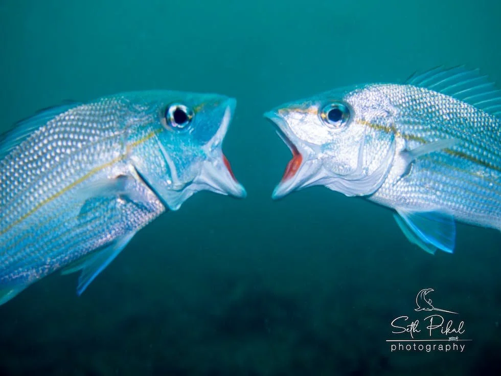 Tanks-A-Lot — 2 Shea Charters