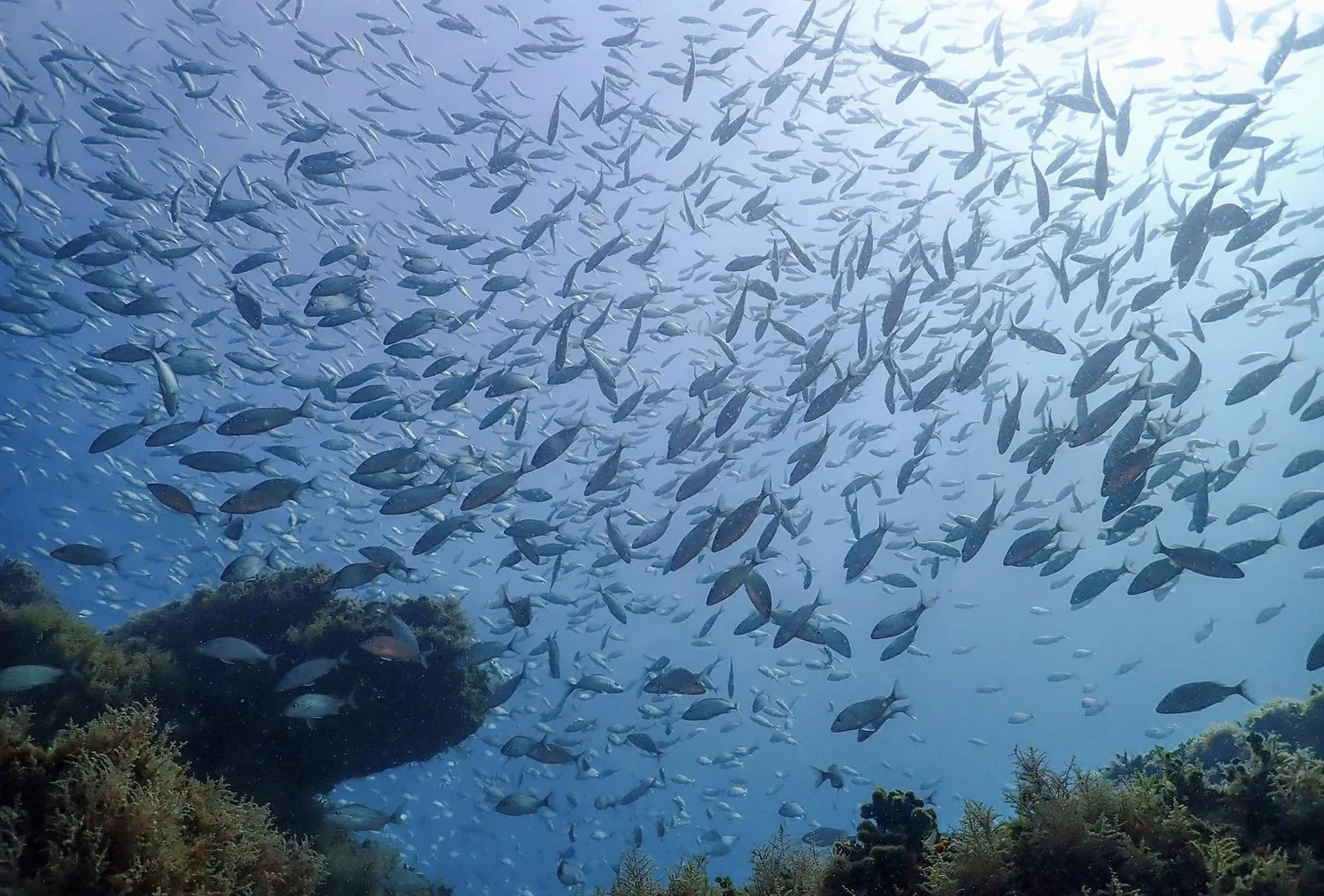 Tanks-A-Lot — 2 Shea Charters