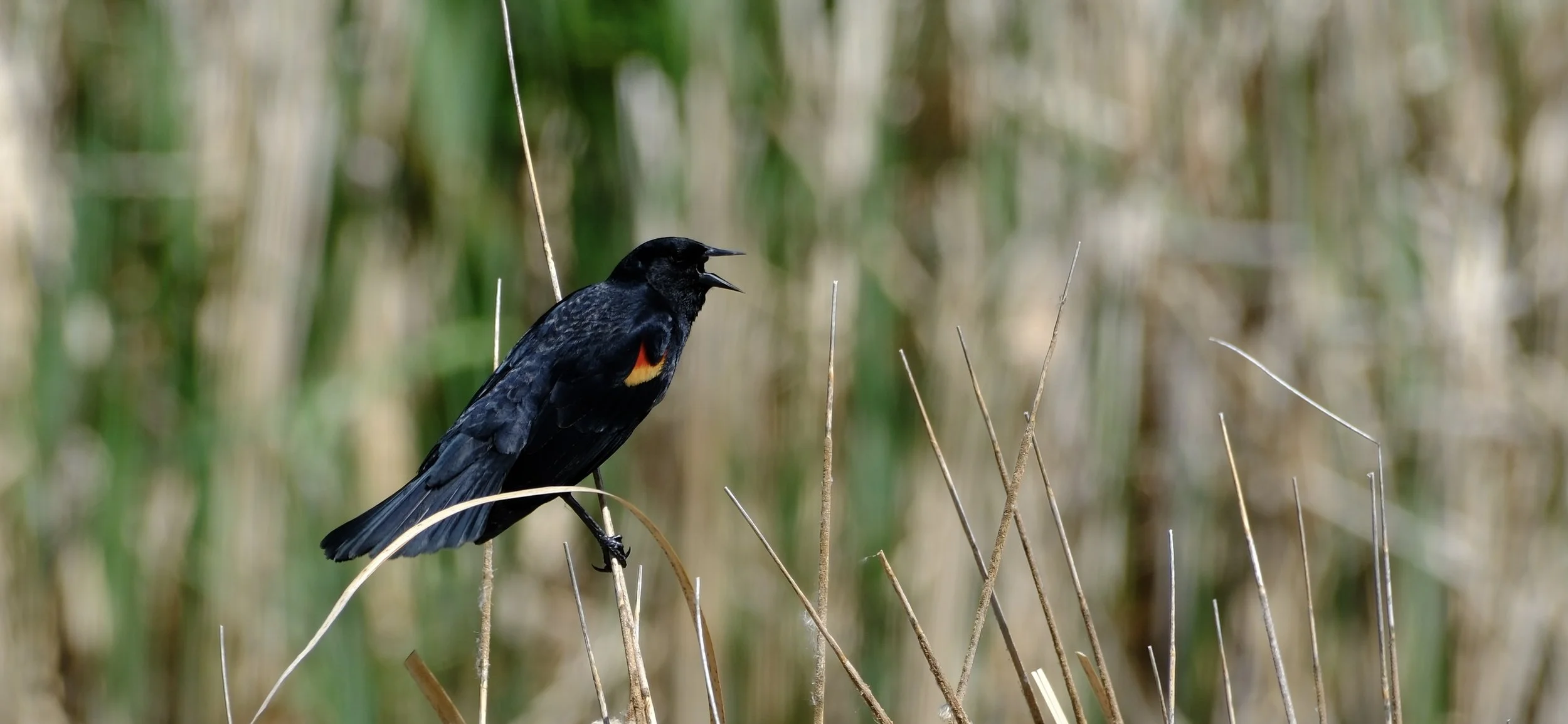 Recreation — Visit Palouse!