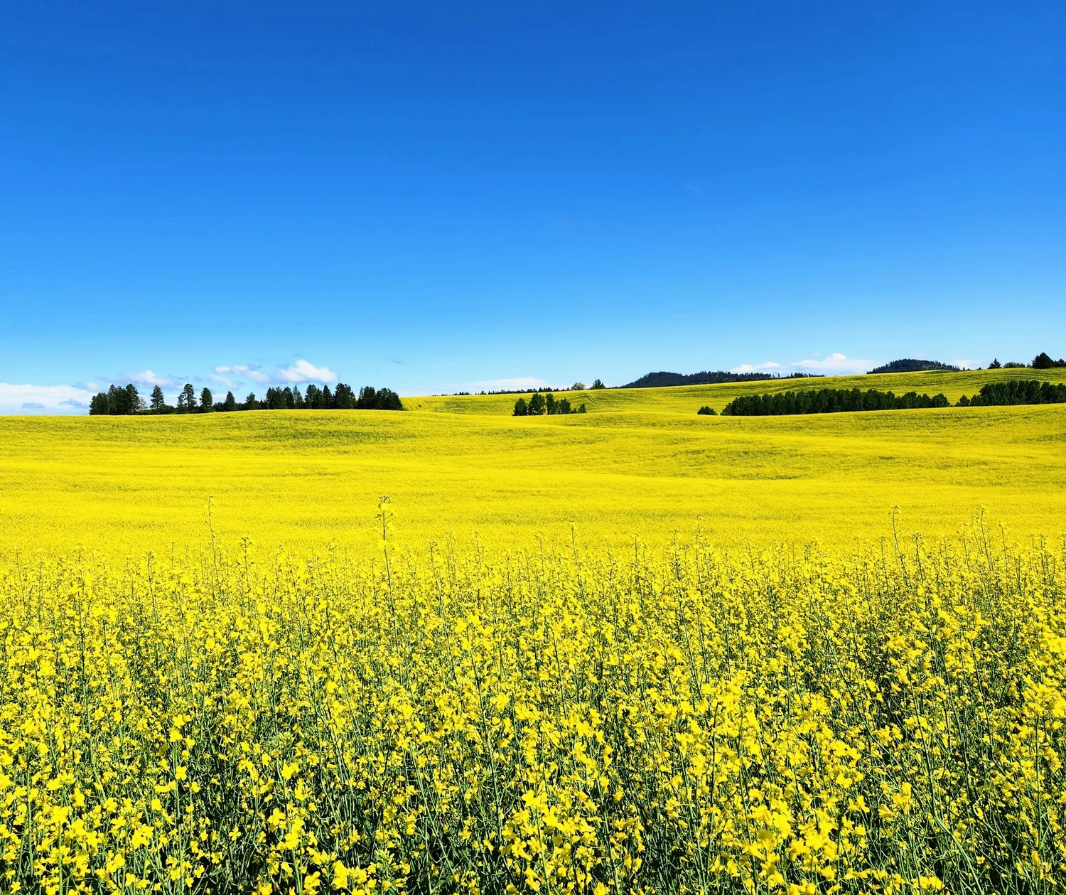 Palouse Chamber of Commerce — Visit Palouse!