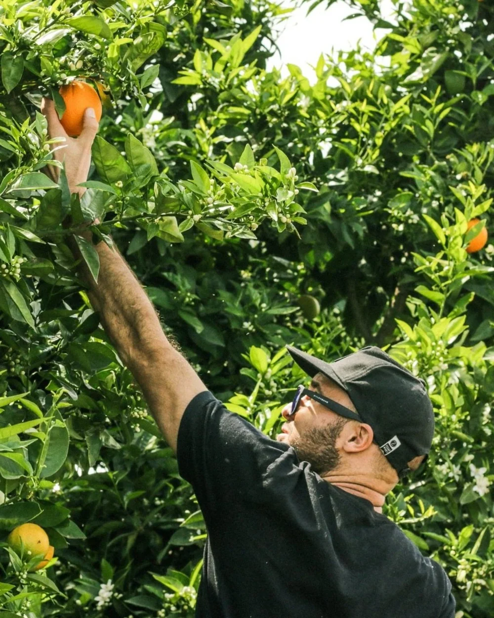 Fruit Rescue