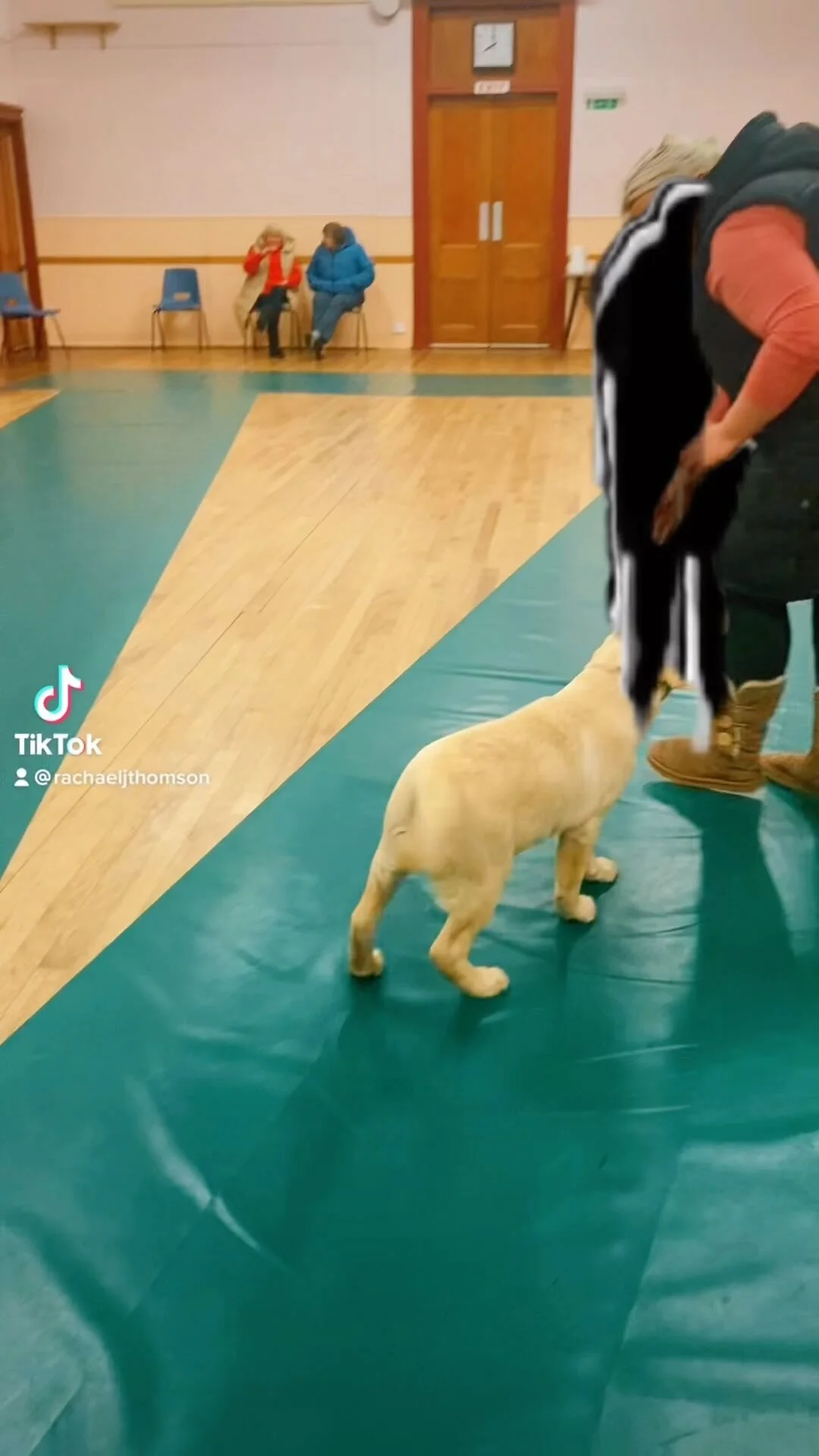 Gallery — Strathhunker Labradors