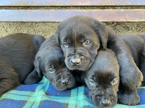 Gallery 1 — Strathhunker Labradors