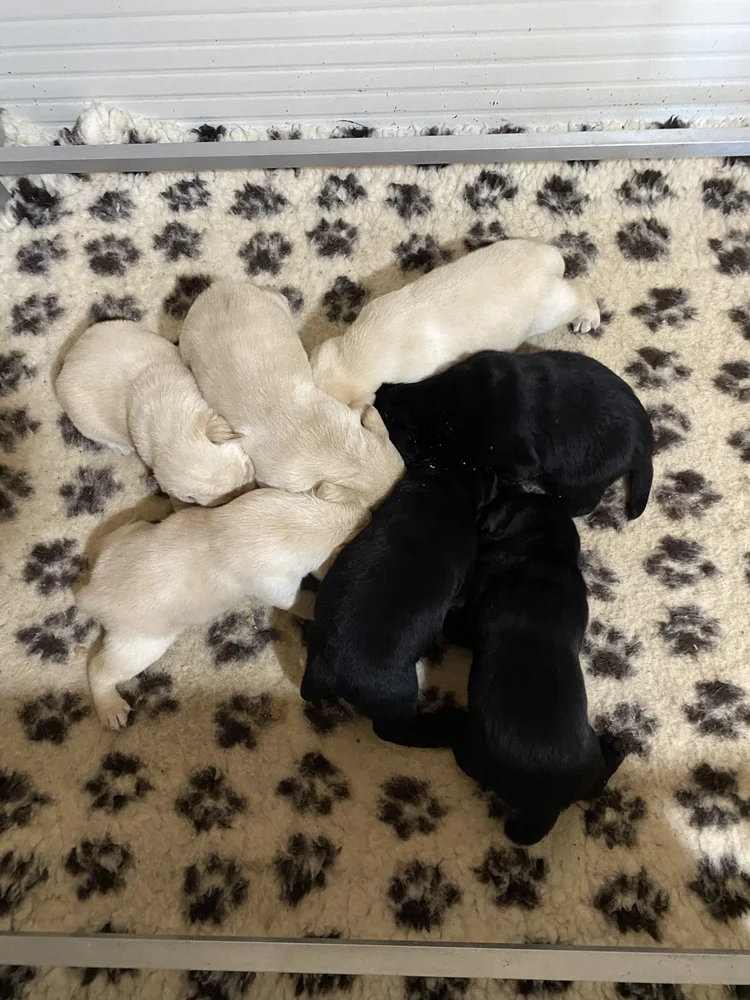 Gallery 1 — Strathhunker Labradors