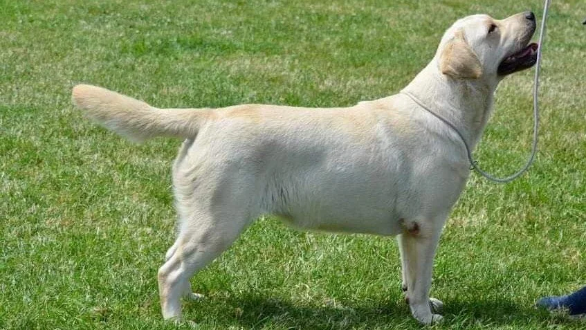 Strathhunker Labradors | Dog Breeders | Show Dogs