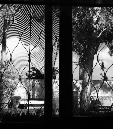 ROOTS IN THE CLOUDS | Dimple Dhabalia