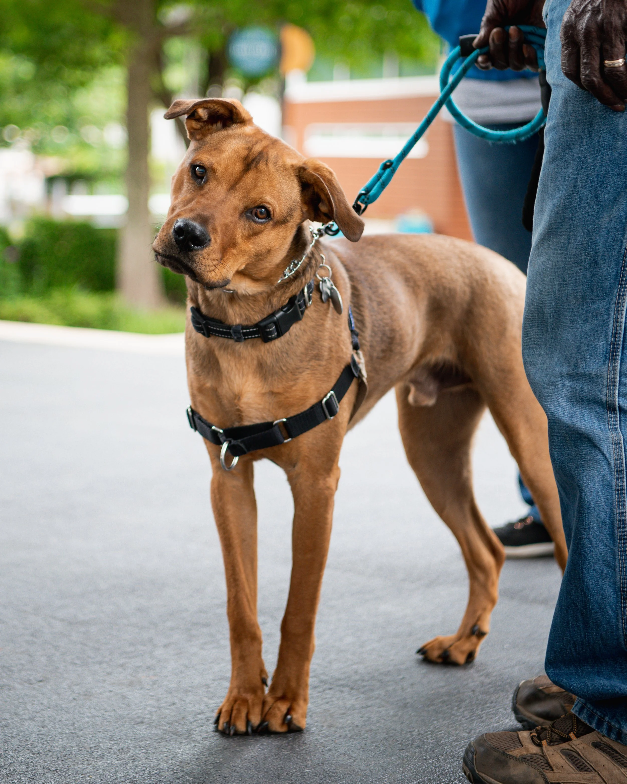 Programs — Coastal Elite K9 Training