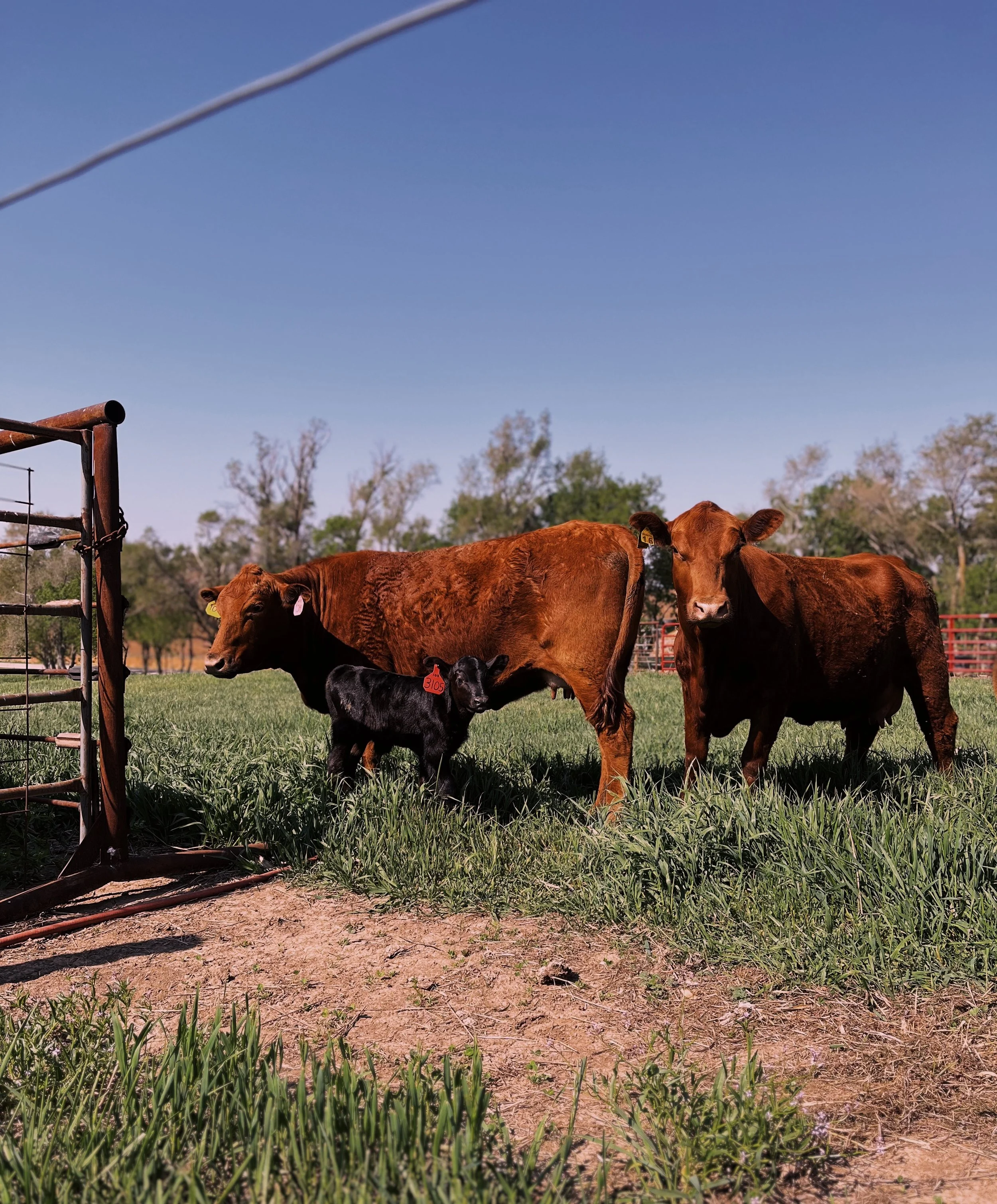 BEEF SHARES — Witt Cattle Company