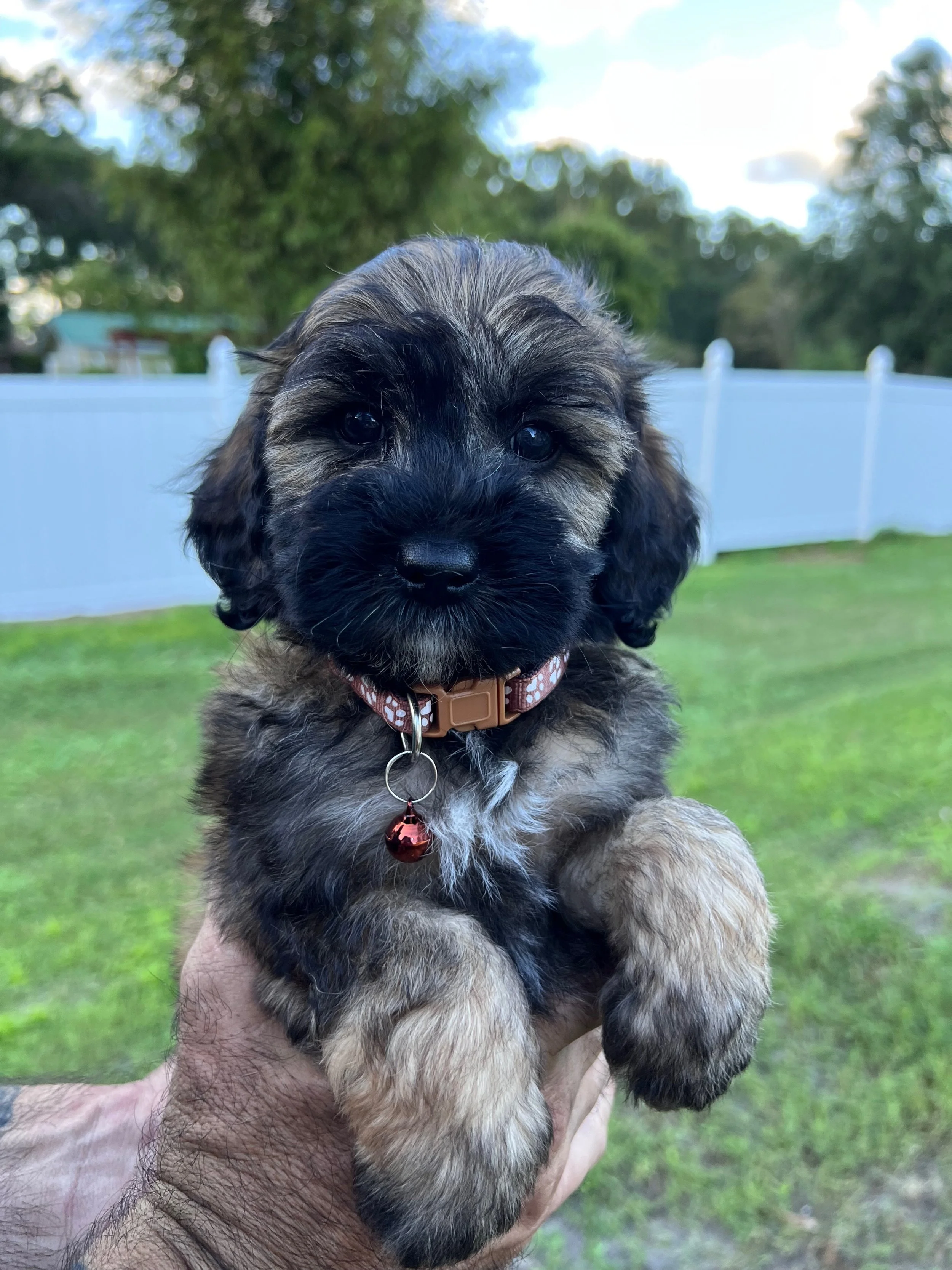 Goldendoodle Colors and Patterns - Best Hypoallergenic Puppies ...