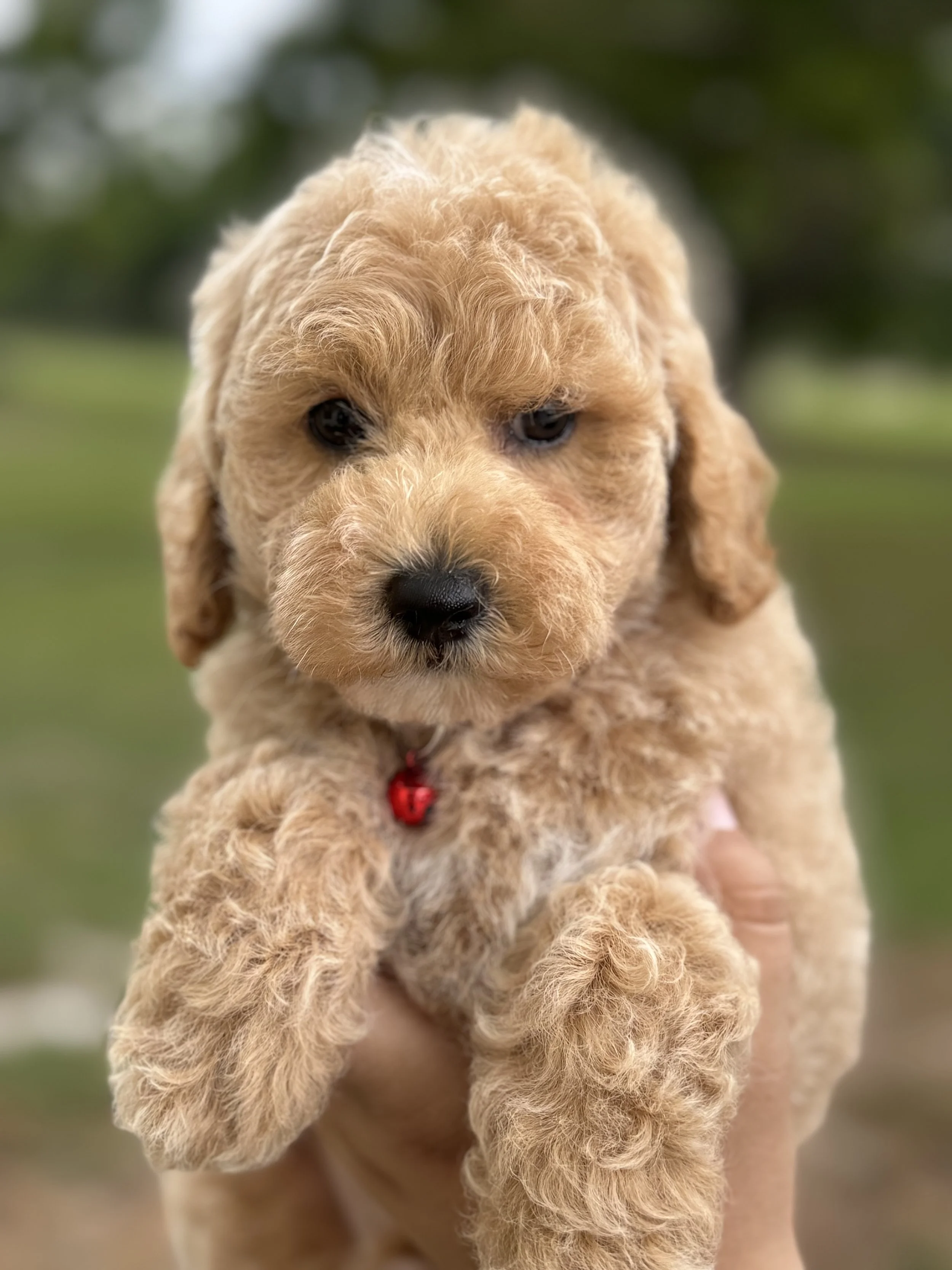 About Us | Mini Goldendoodle Puppies in Southern Florida — Knudawn ...