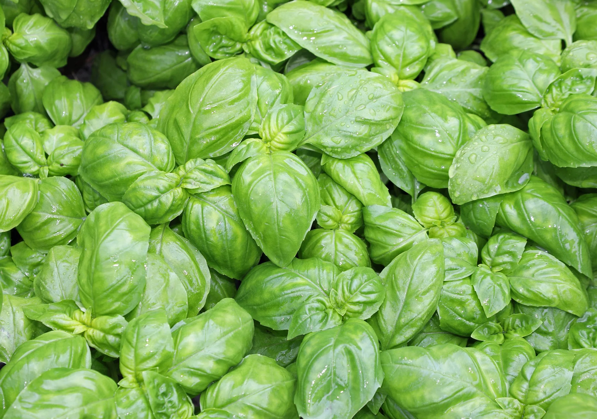 KELLY GREENS