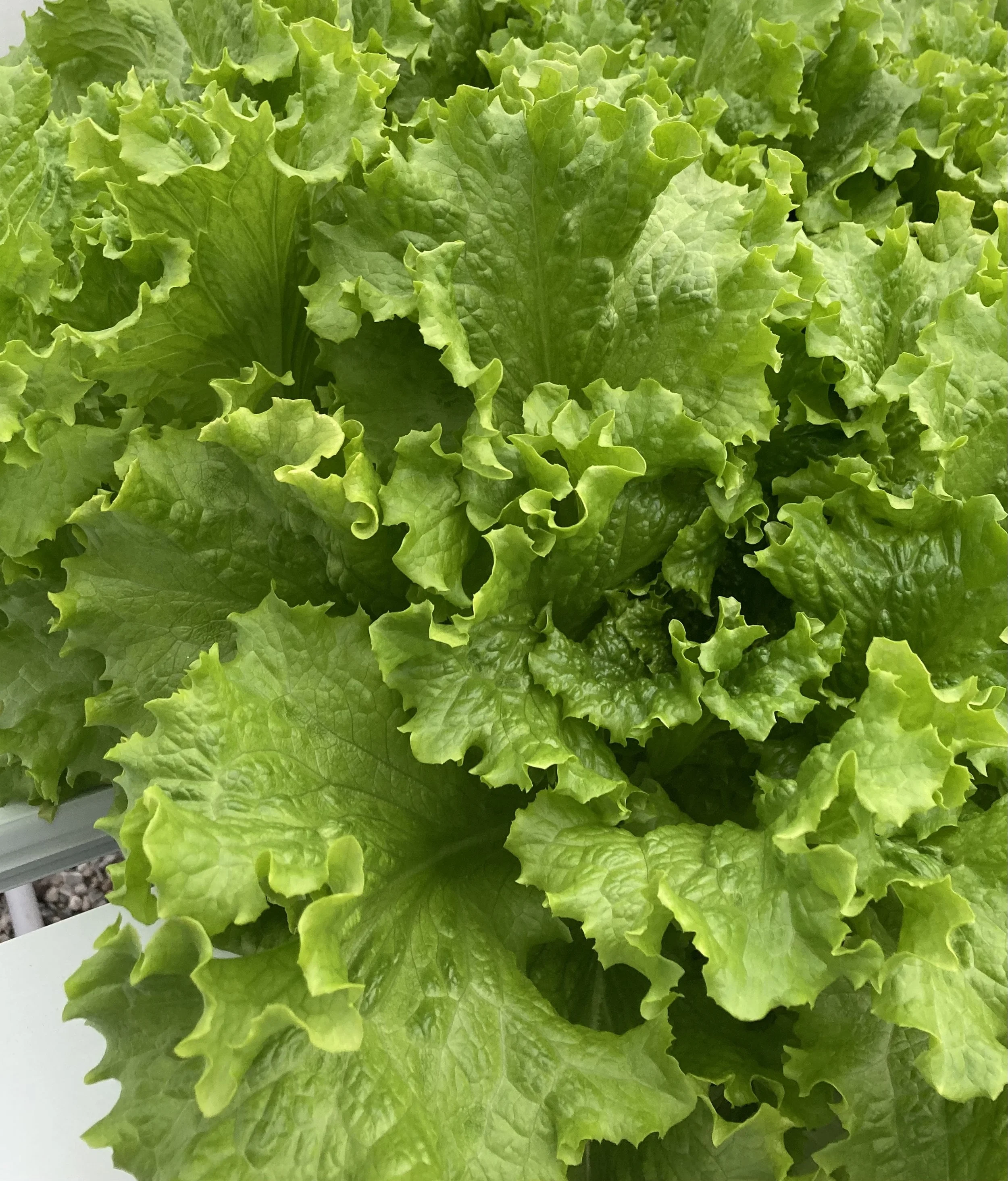 Shop Online — KELLY GREENS