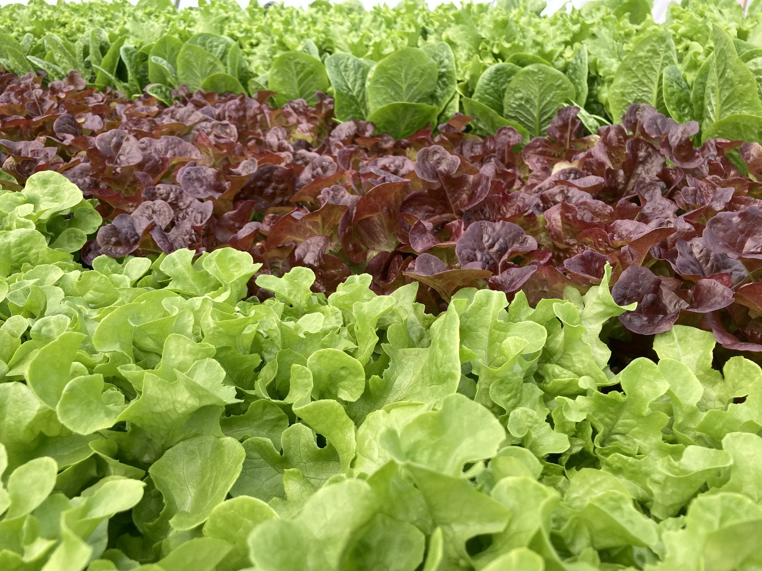 KELLY GREENS