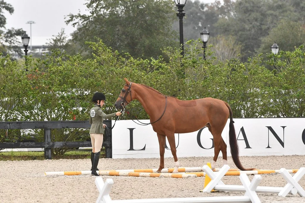 Events — Arabian Horse Association of Florida