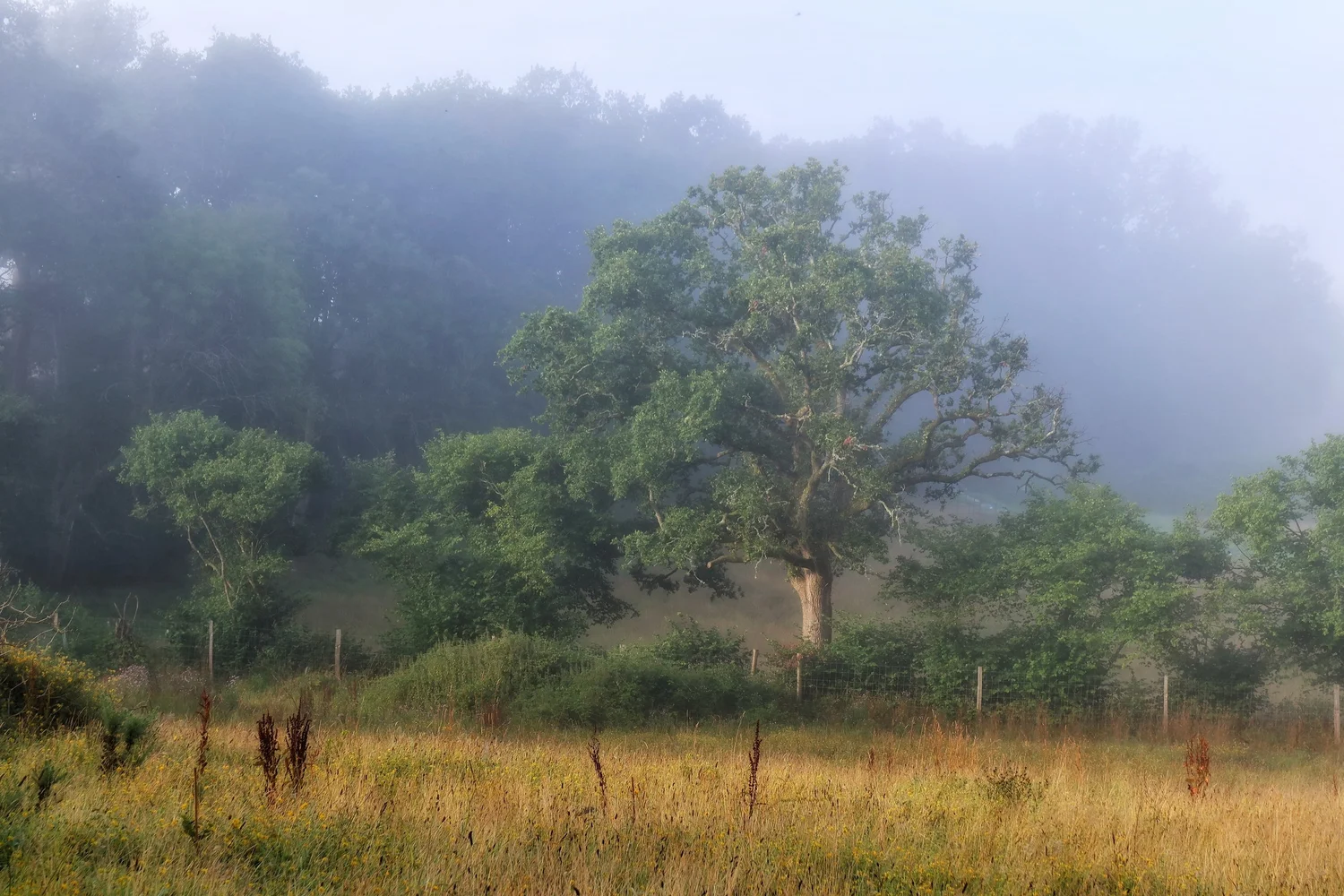 20 Rewilding Lessons from Isabella Tree’s 'Wilding' Book — The Good ...