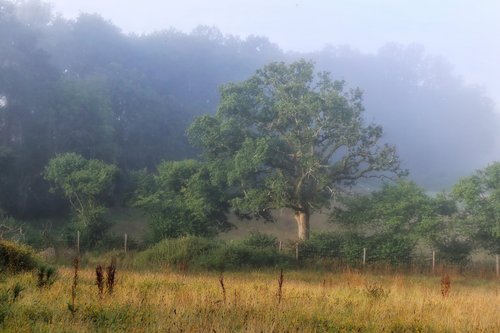 20 Rewilding Lessons from Isabella Tree’s 'Wilding' Book — The Good ...