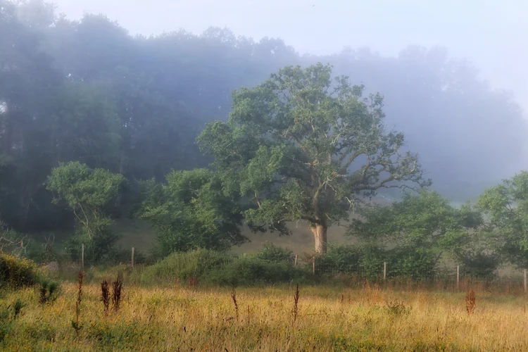20 Rewilding Lessons from Isabella Tree’s 'Wilding' Book — The Good ...
