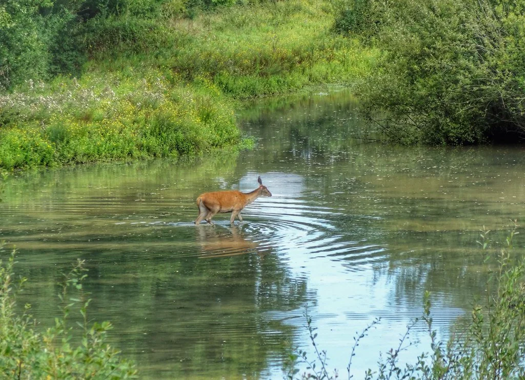 20 Rewilding Lessons from Isabella Tree’s 'Wilding' Book — The Good ...