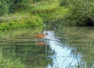 20 Rewilding Lessons from Isabella Tree’s 'Wilding' Book — The Good ...