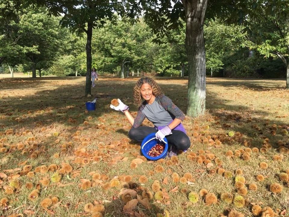 Picking Chestnuts — LaFever Chestnuts
