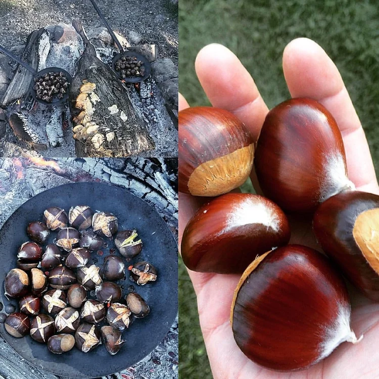 LaFever Chestnuts