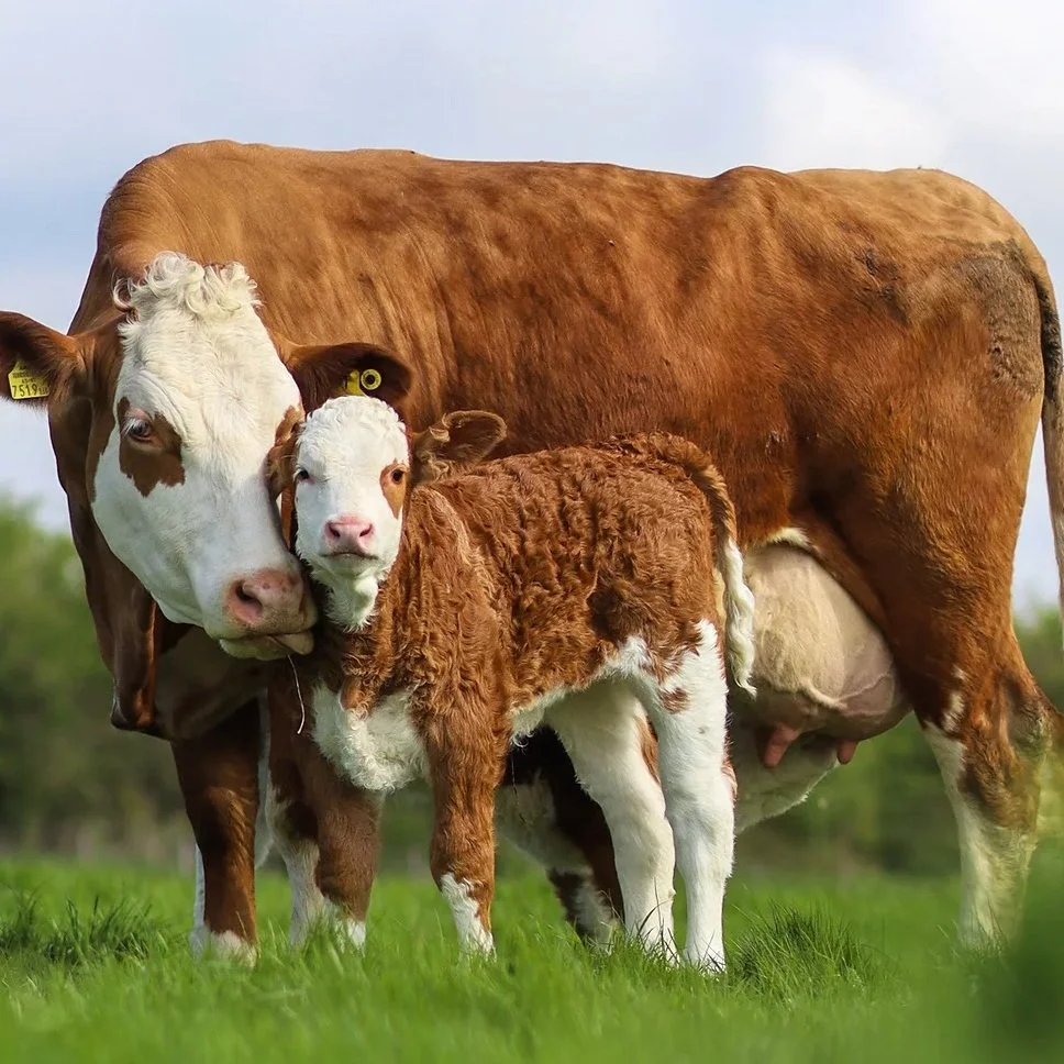 What is a cow-with-calf dairy? — Directory of cow-calf dairies