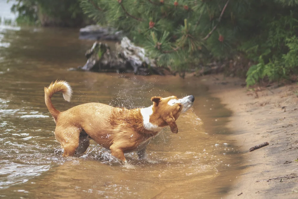 Tails & Traills | Join the Pack Now