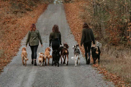 Tails & Traills | Join the Pack Now