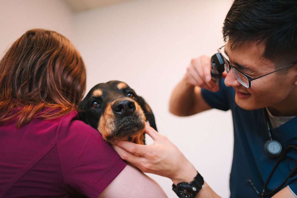 Contact Holly Vet Clinic | Kenmore & Kirkland Veterinarian — Holly Vet ...