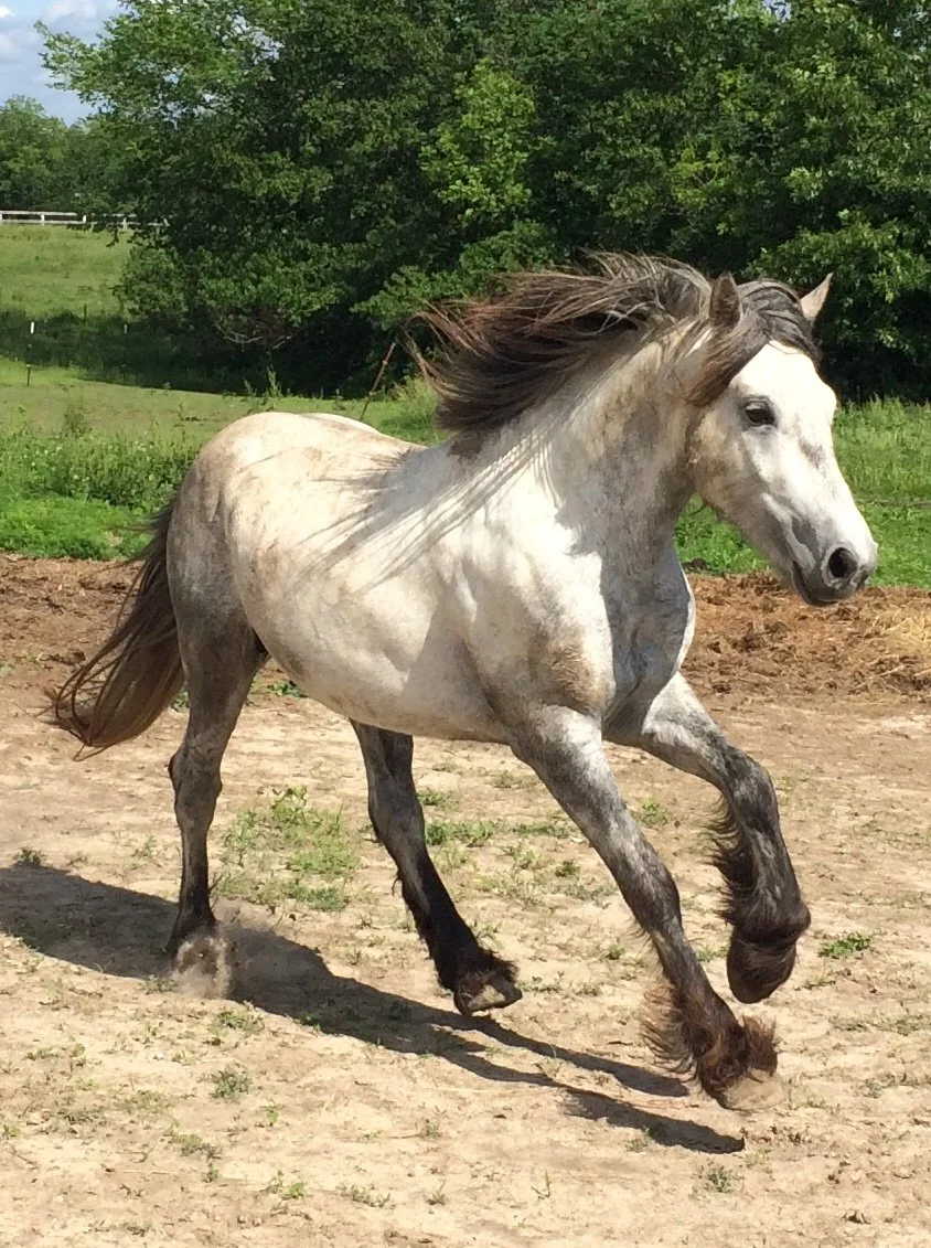 Kimberlake Farm - Fell Pony - Dartmoor Pony - Caspian