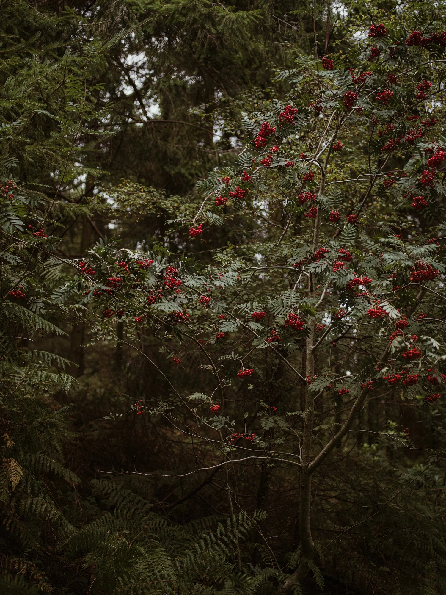 Rowan Tree Counseling