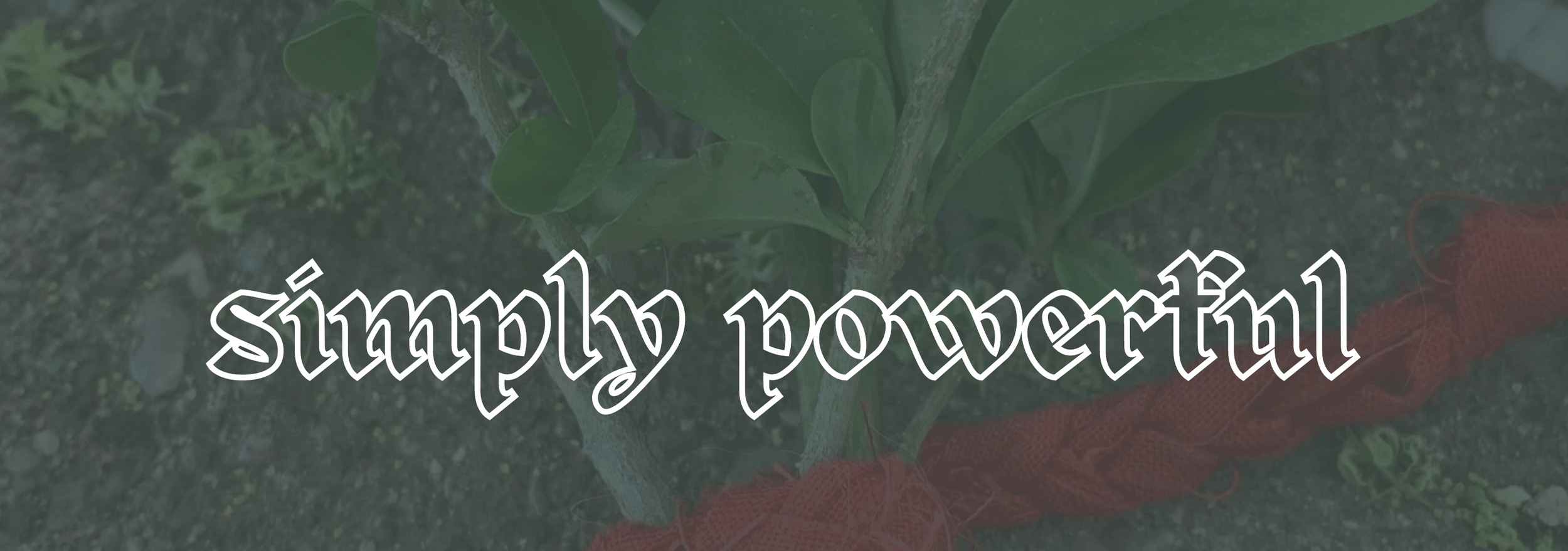 Rituals of Animism in Plant Spirit Work