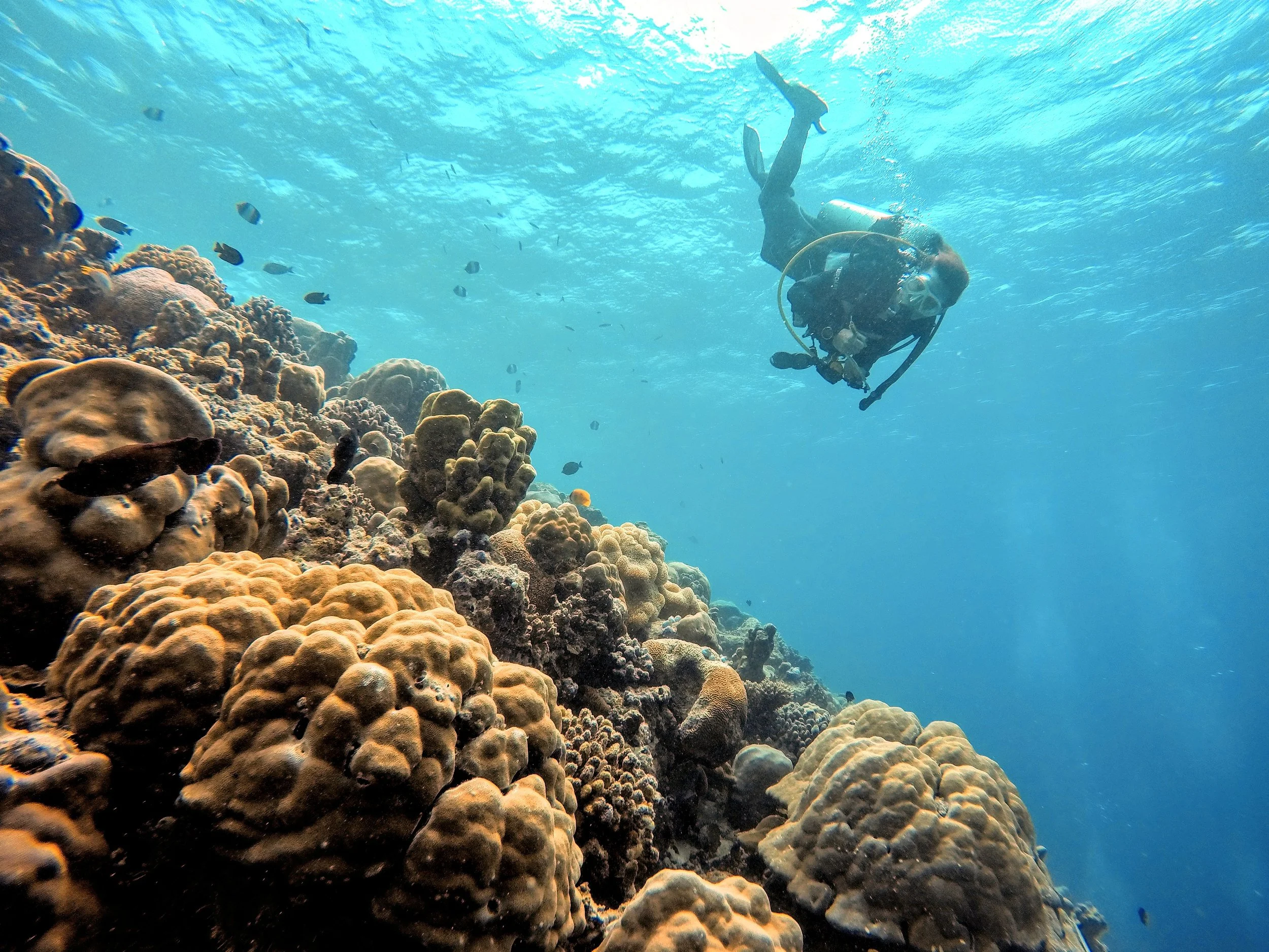 Coral Reefs — Our Eco Planet