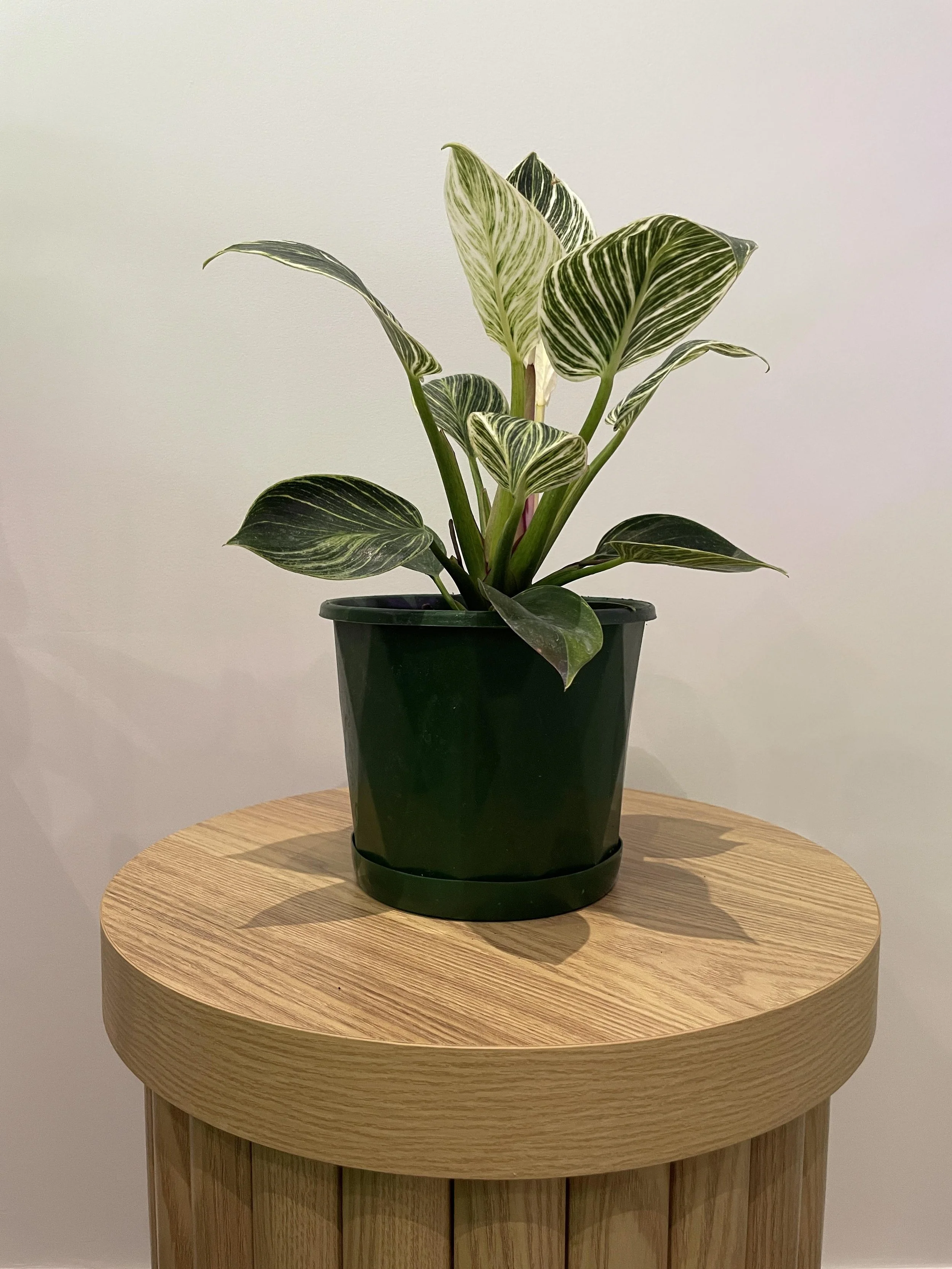 The Bondi Plant Company