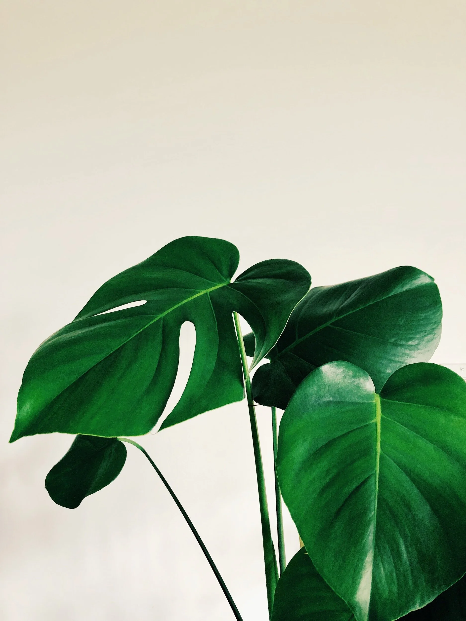 The Bondi Plant Company