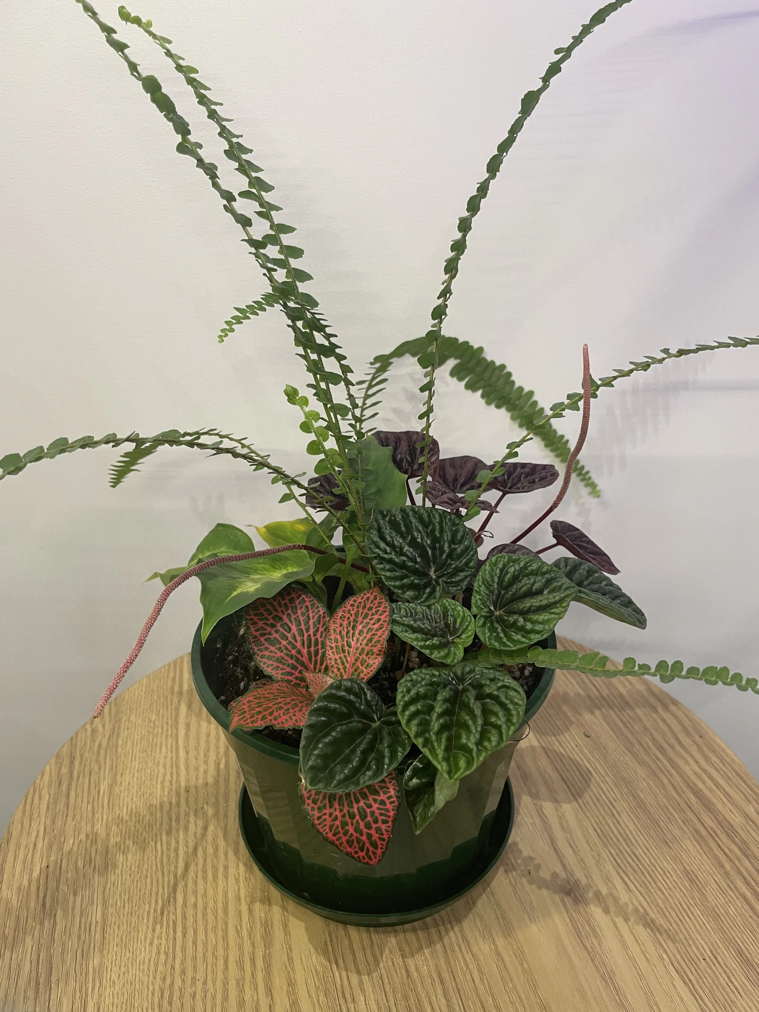 The Bondi Plant Company