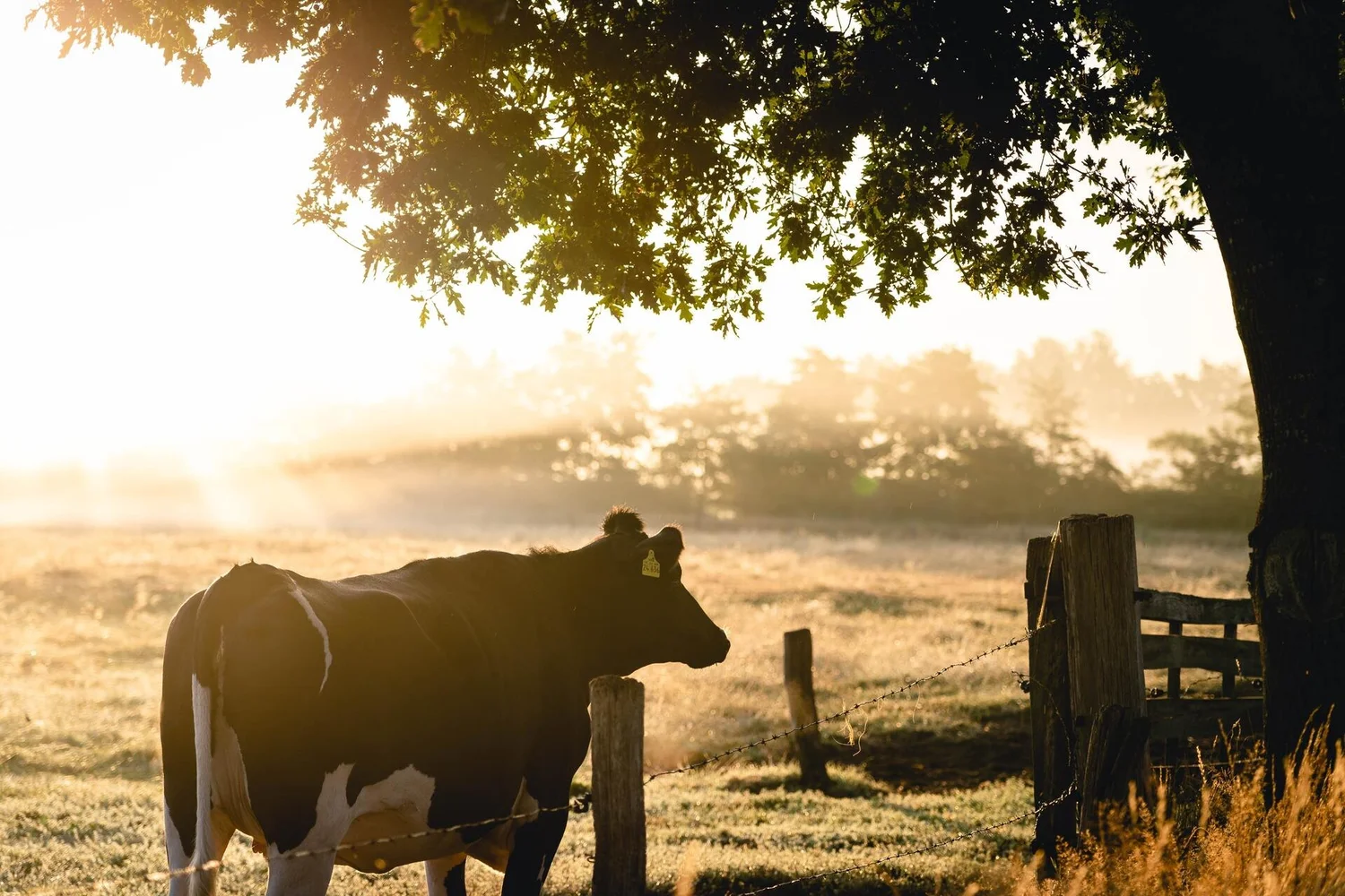 Dural, NSW - Suburb Guide — WILLU PROPERTY Rural Real Estate Sydney