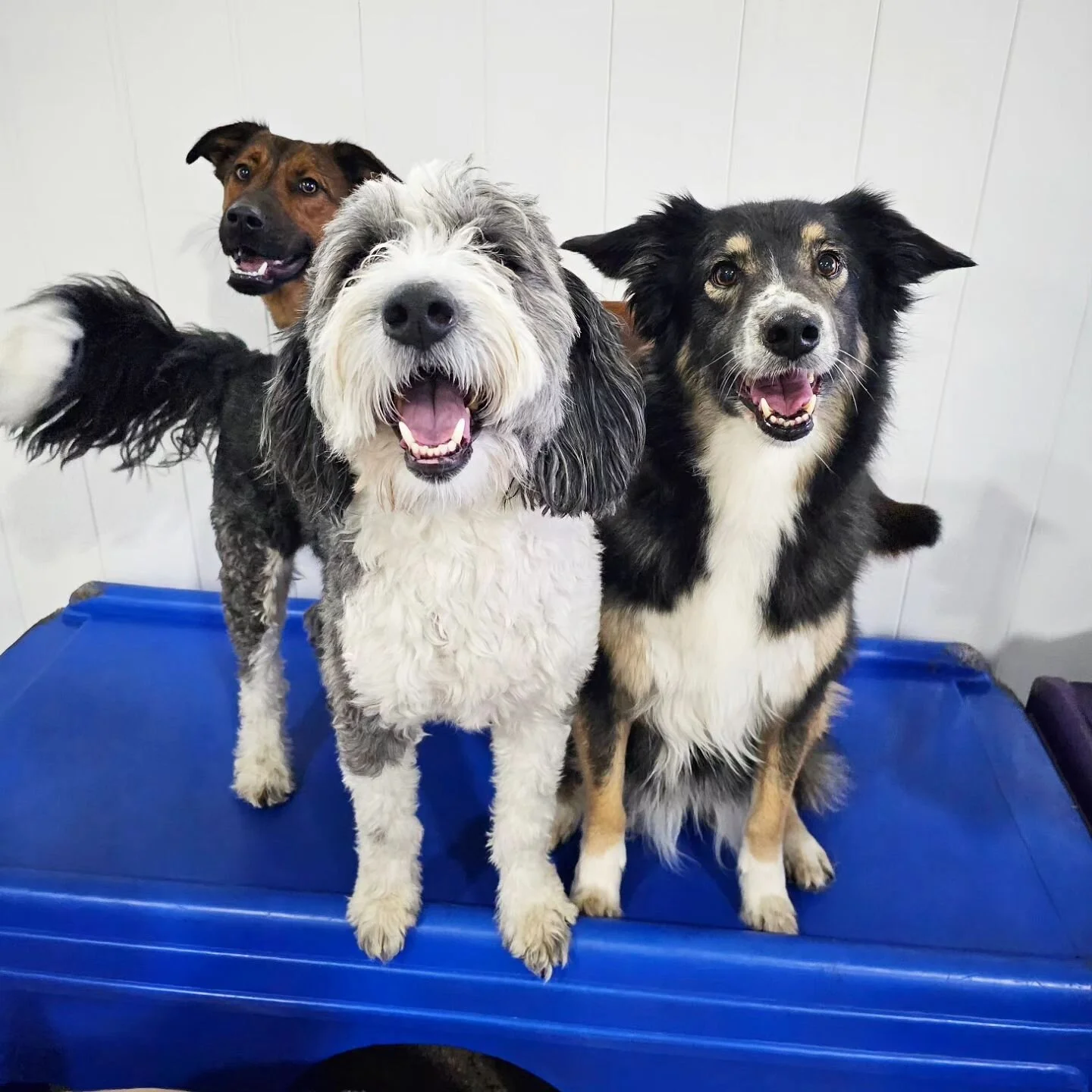 Ruff Love Dogs Daycare: Let us spoil your best friend!