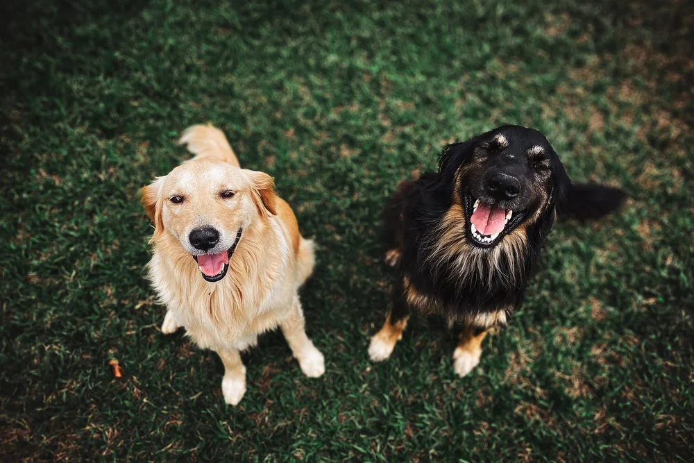 About Ruff Love Dogs: Your dog's favorite place!