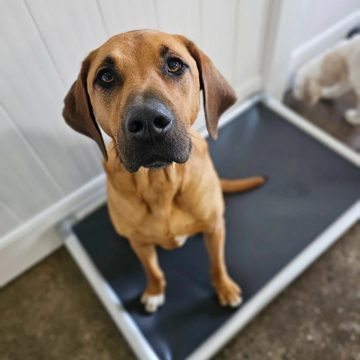 Ruff Love Dogs Daycare: Let us spoil your best friend!