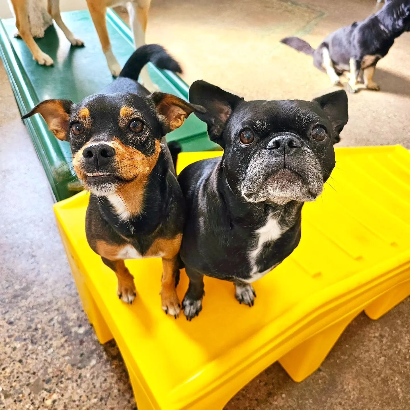Ruff Love Dogs Daycare: Let us spoil your best friend!