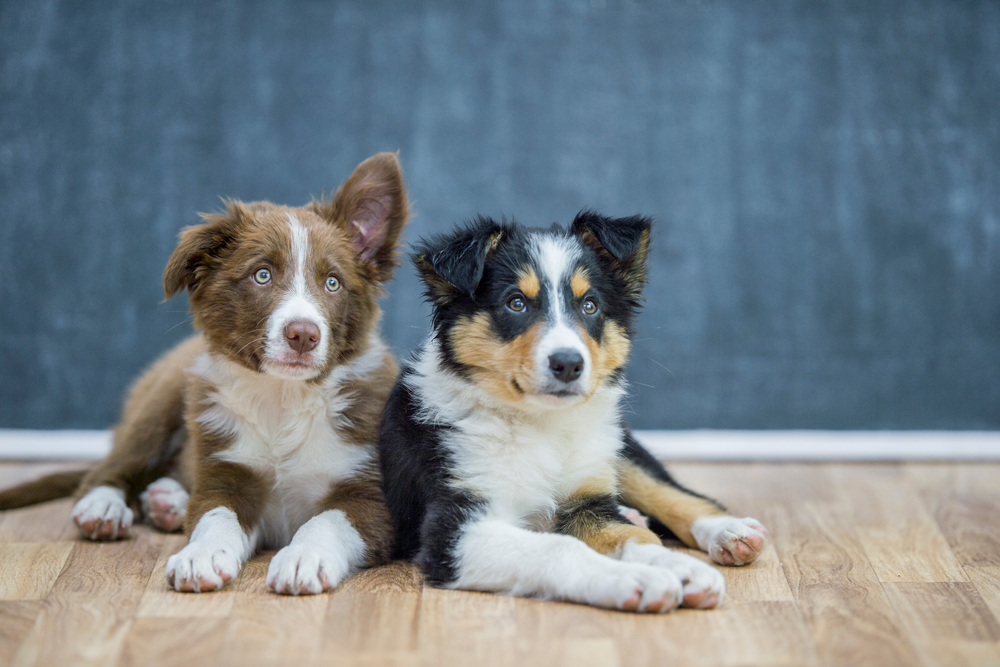 About Ruff Love Dogs: Your dog's favorite place!