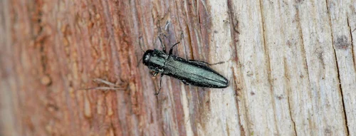 Emerald Ash Borer | Damage | Treatment | Signs | Minnesota — Brainerd ...