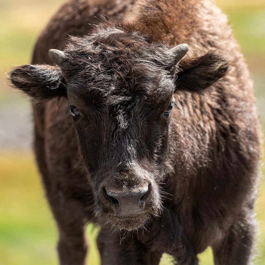 Maxwell Sierra Photography - Wedding, Engagement, Headshots, more!