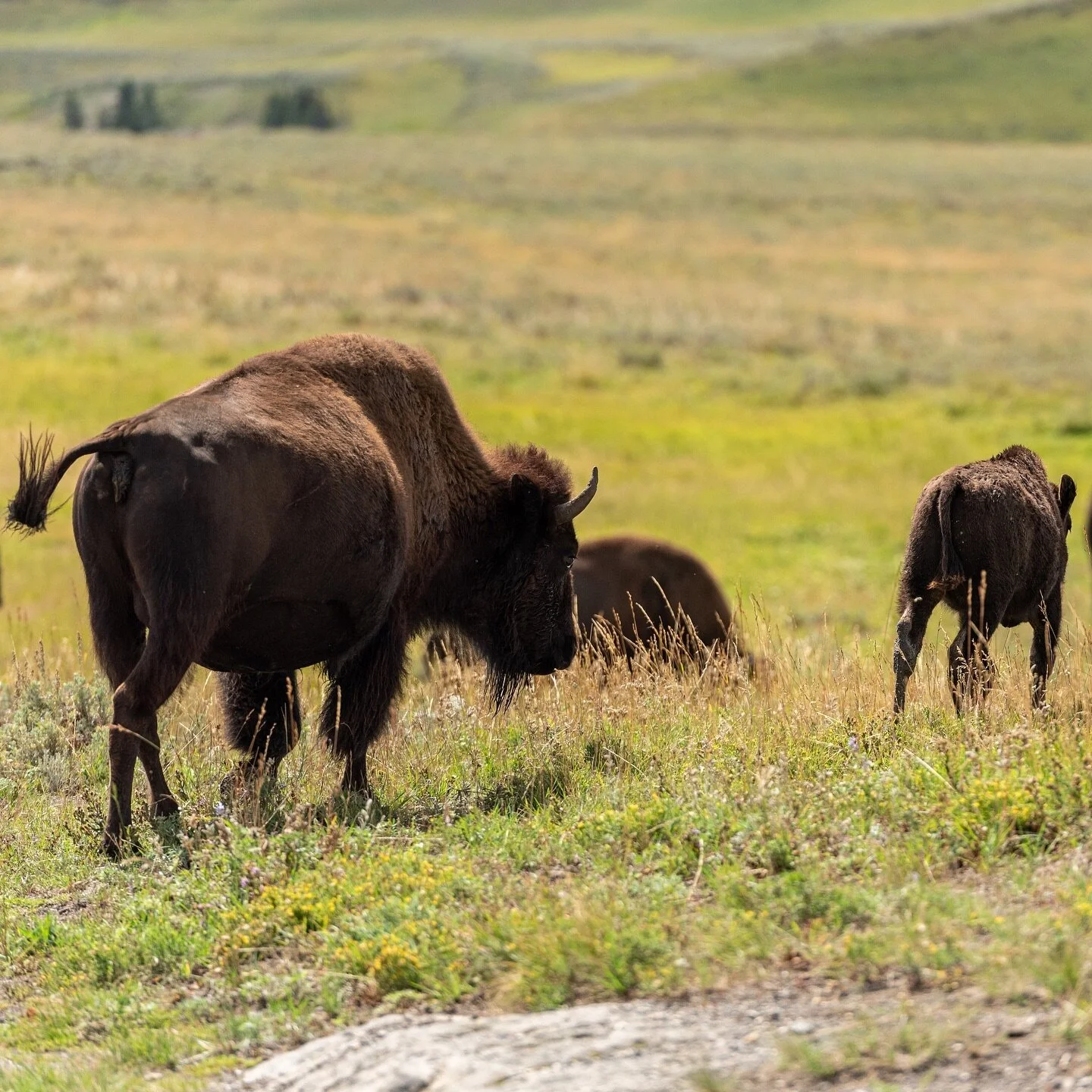 Maxwell Sierra Photography - Wedding, Engagement, Headshots, more!