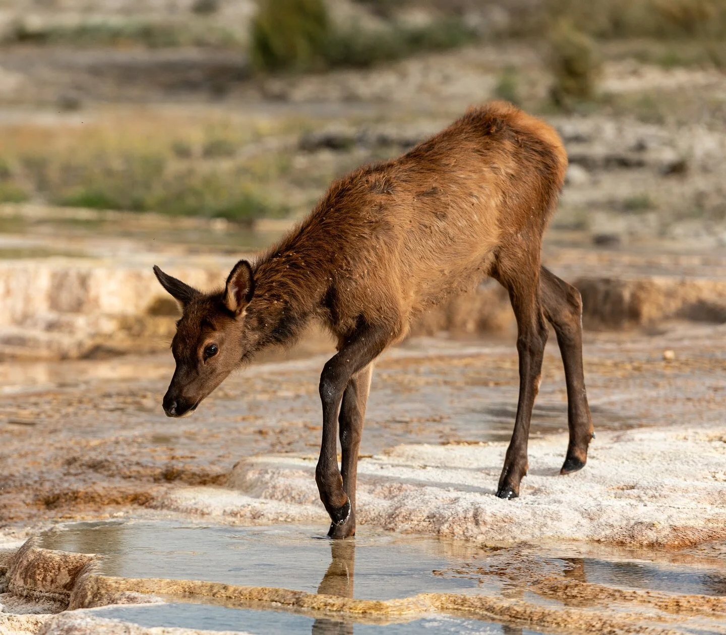 Maxwell Sierra Photography - Wedding, Engagement, Headshots, more!