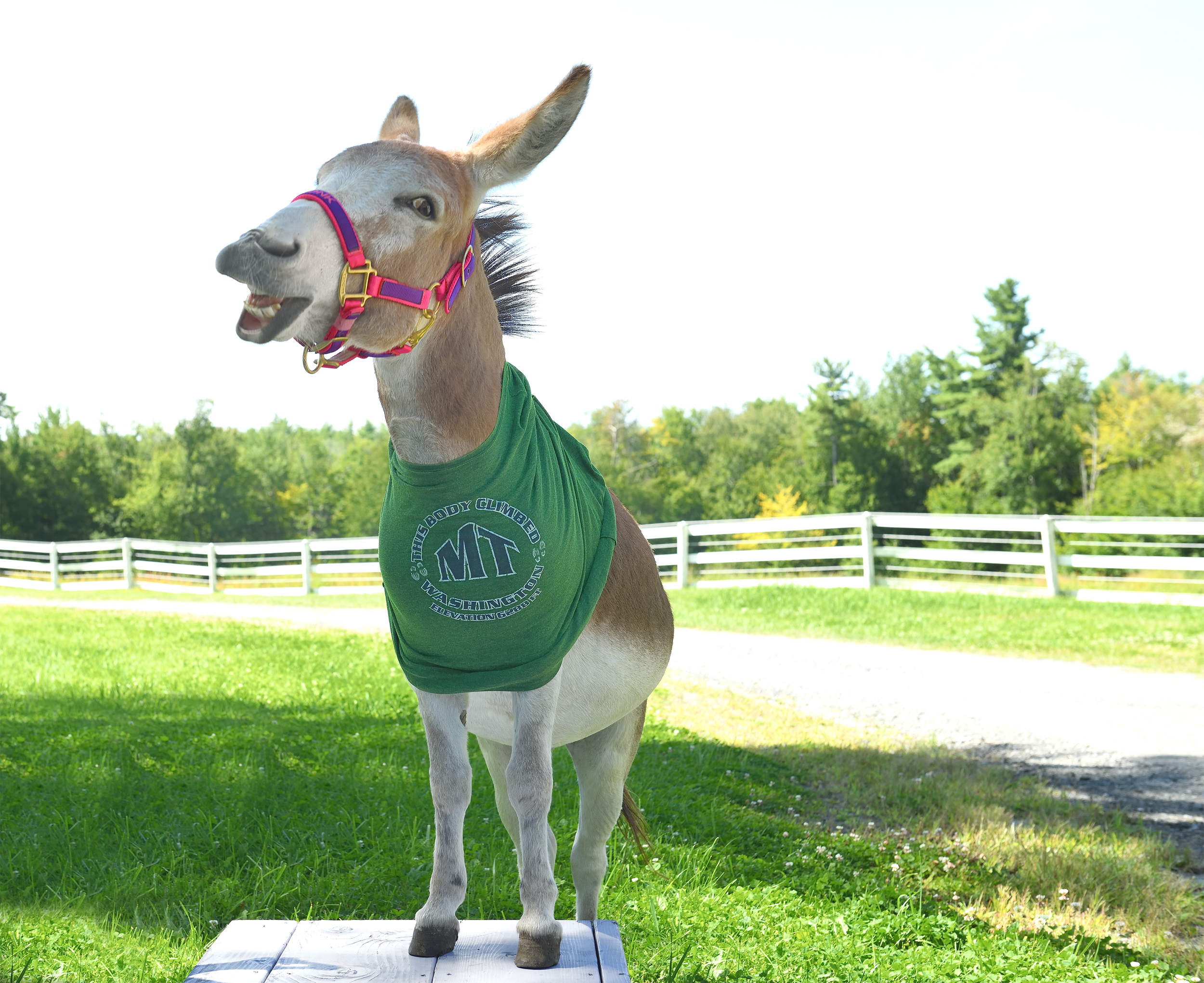 Take A Hike! A Donkey-Donk Story (Book 3) — Willow Bend Publishing